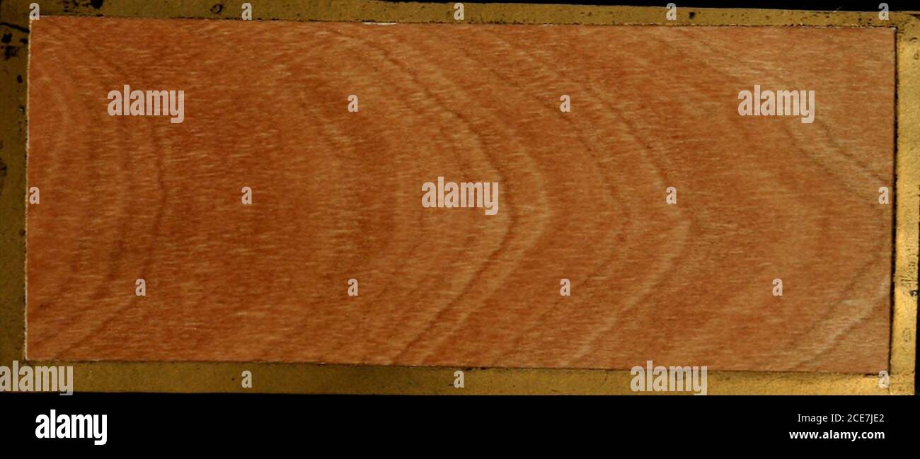 . The American woods : exhibited by actual specimens and with copious ...