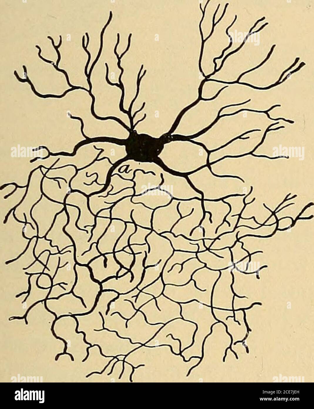 Terminal Arborization