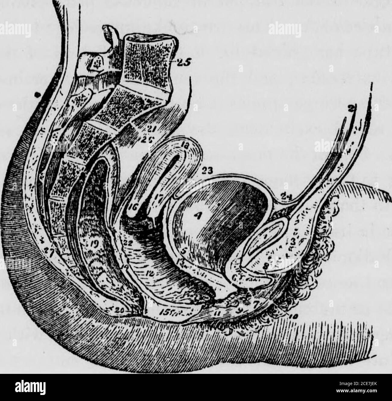 . Midwifery and the diseases of women : a descriptive and practical ...