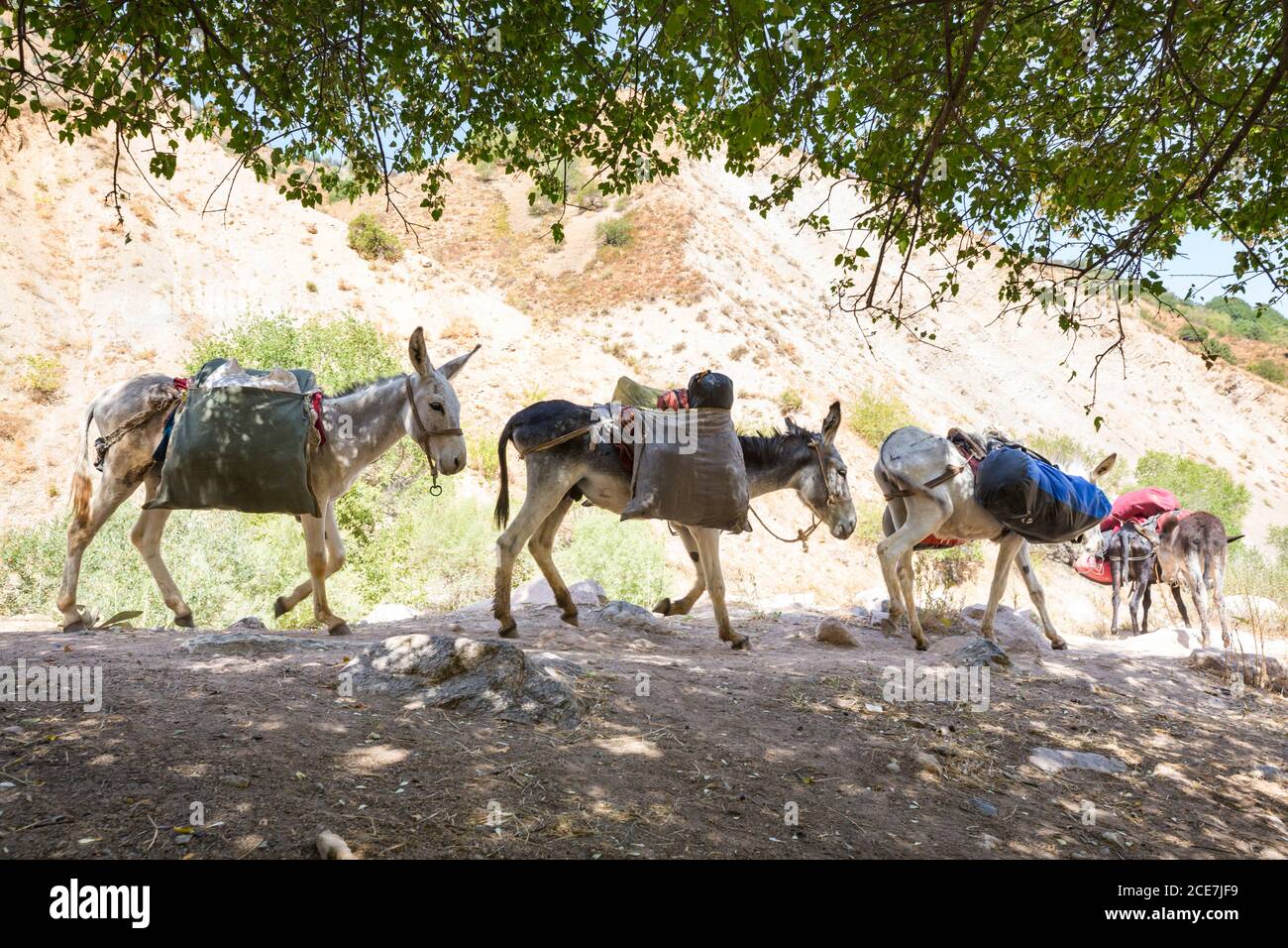 Caravan of donkeys and horses hi-res stock photography and images - Alamy