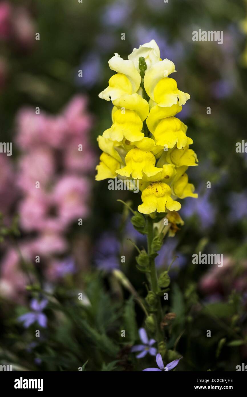 Antirrhinum snapdragons hi-res stock photography and images - Alamy