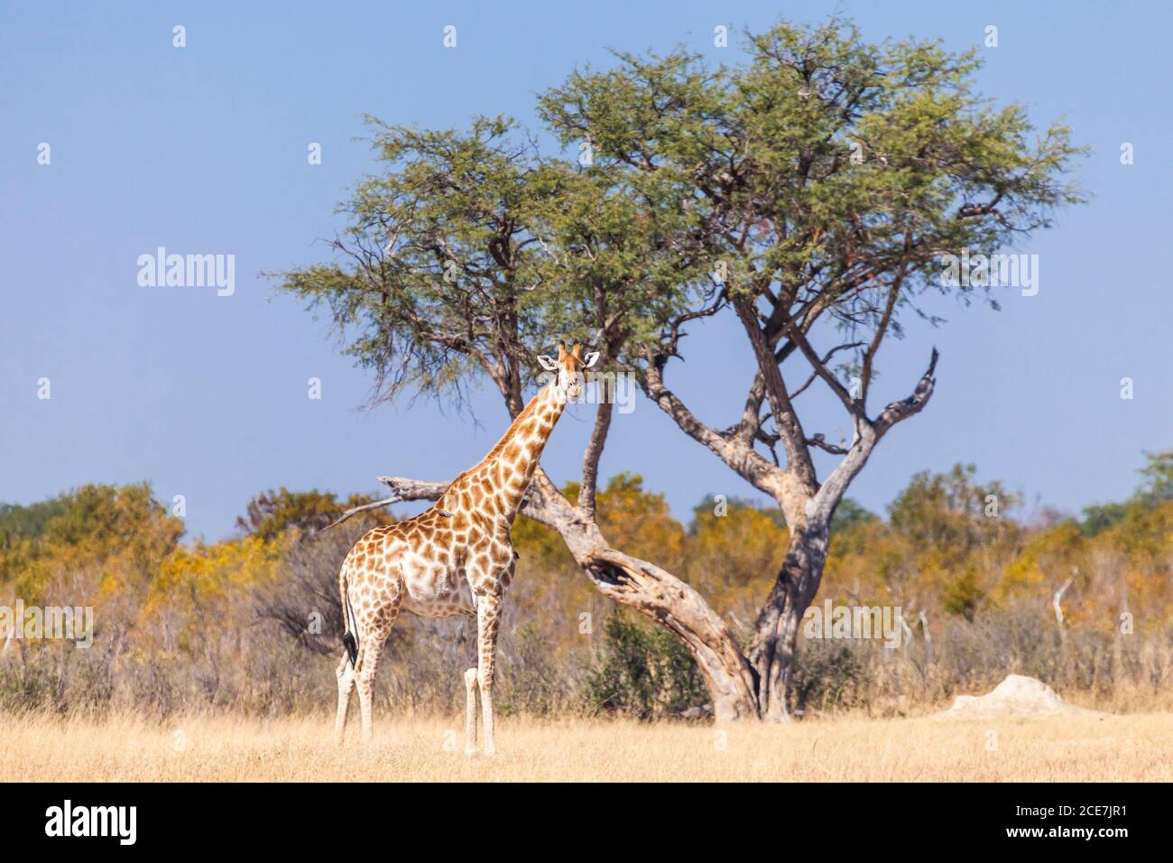 Giraffe standing and watching at the bush of savannah, Hwange National ...