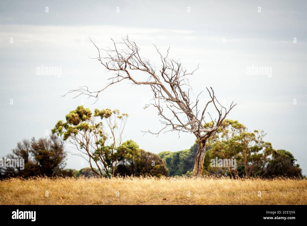 lonely tree in an Australian landscape scenery Stock Photo - Alamy