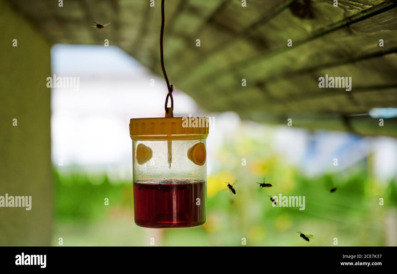 Hanging Wasp Trap High Resolution Stock Photography and Images - Alamy