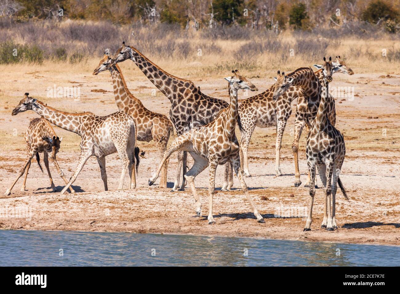Giraffe herd drinking and watching at water hole, Hwange National Park ...