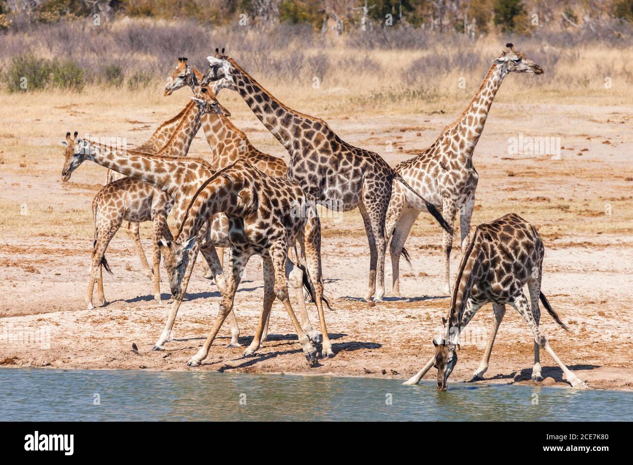 Giraffe herd drinking and watching at water hole, Hwange National Park ...