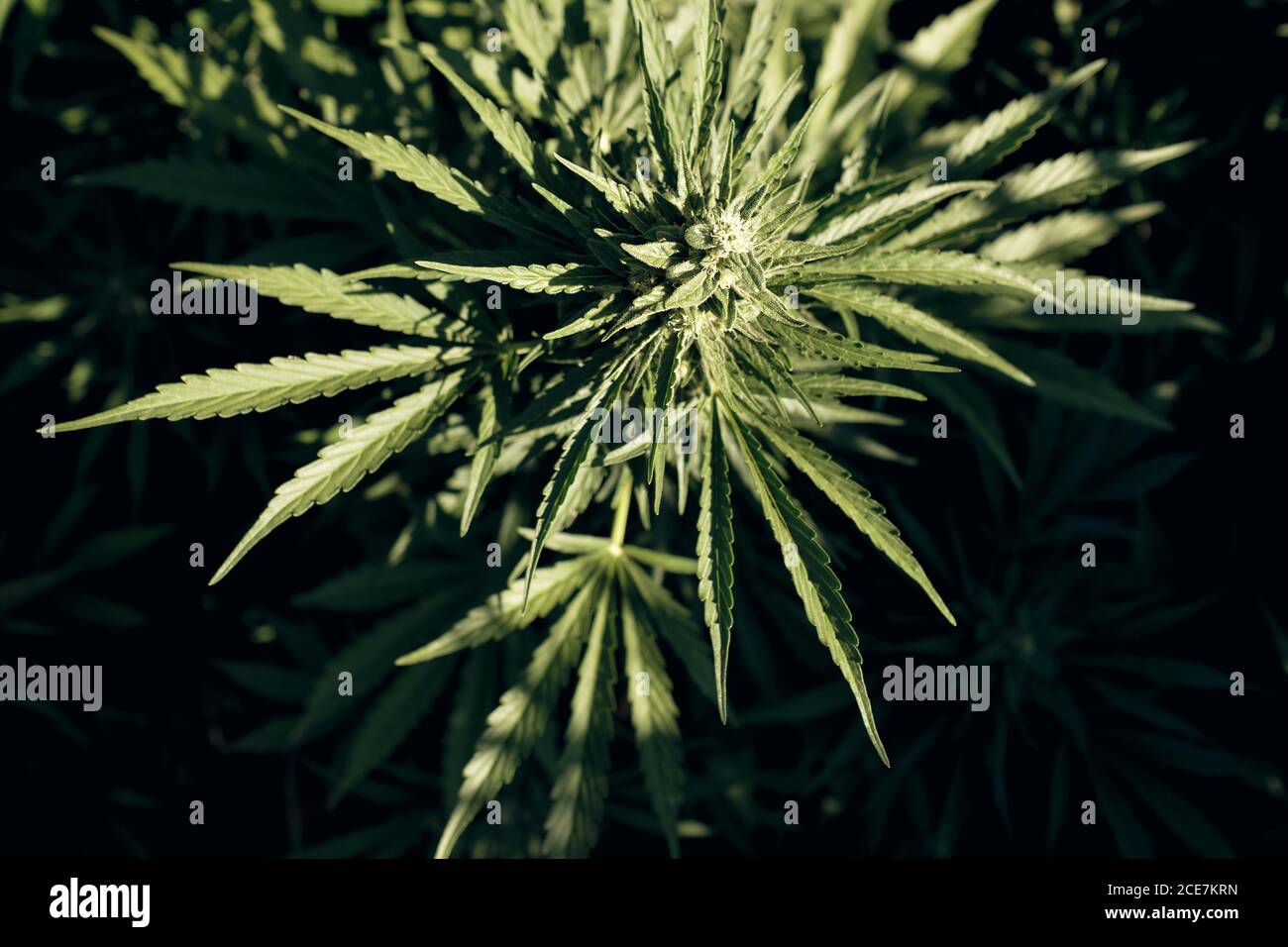 Wild cannabis hi-res stock photography and images - Alamy