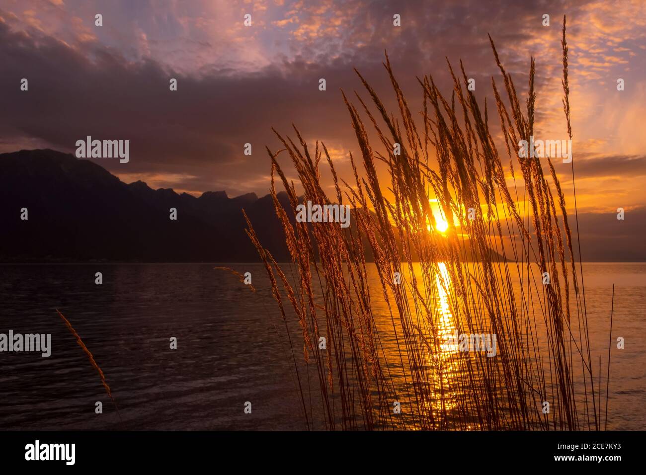 Sunset lake with reed flowers, sunset sun Stock Photo - Alamy