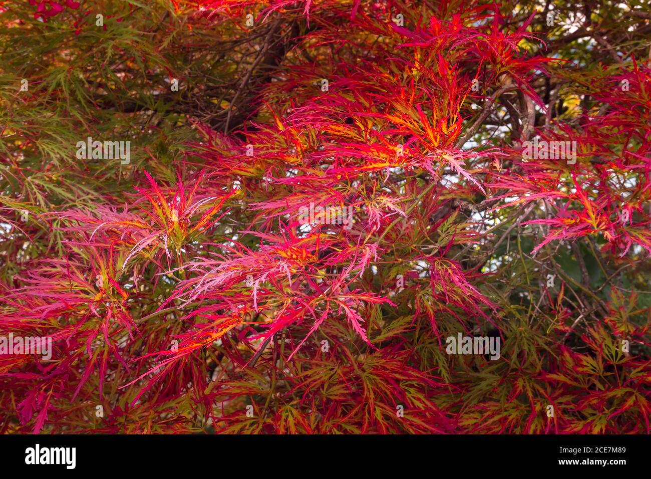 Japanese red leaves hi-res stock photography and images - Alamy