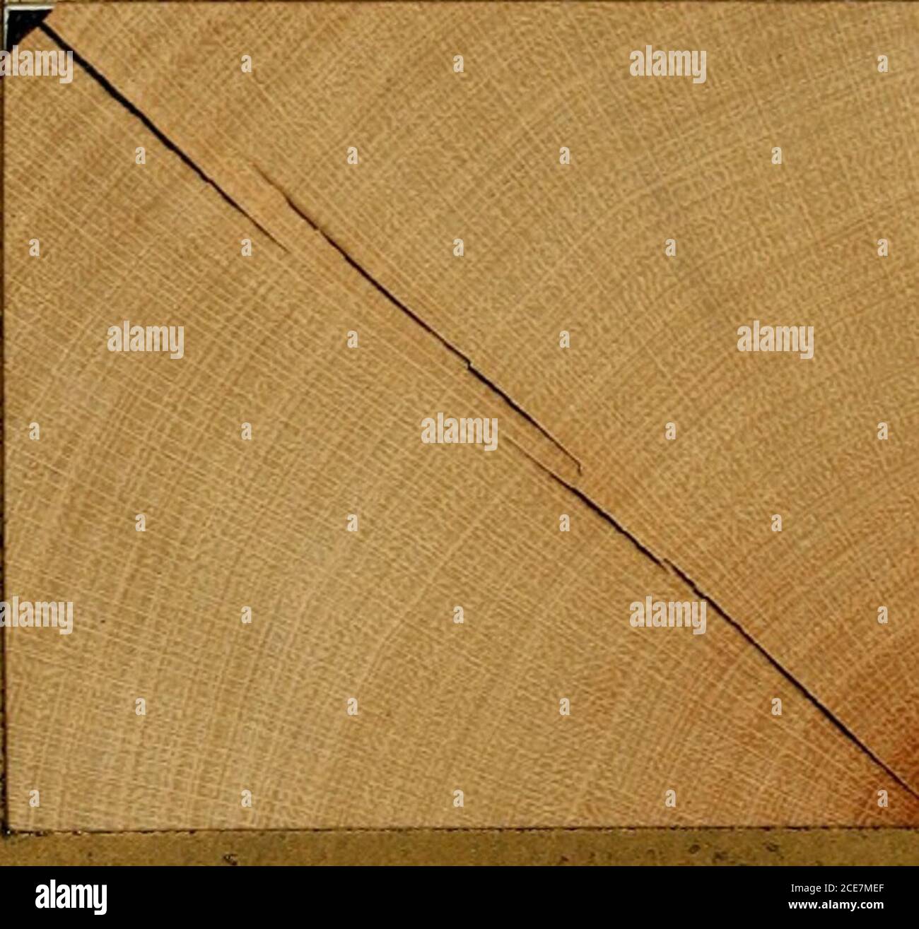 Tangential Section High Resolution Stock Photography and Images - Alamy