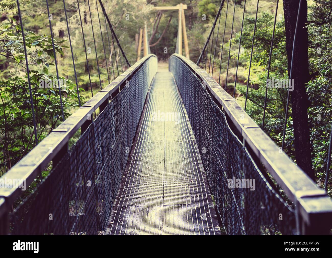 Bridge in forest Stock Photo - Alamy