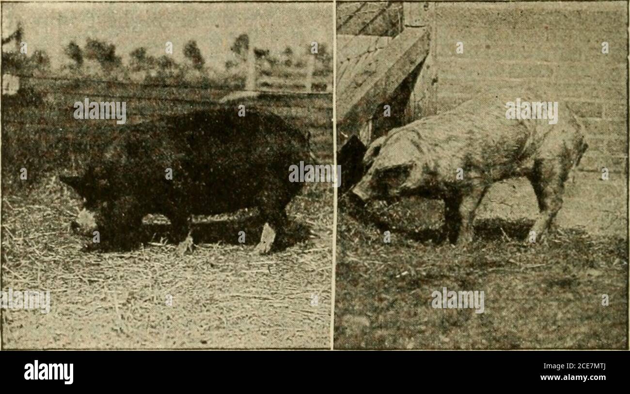 Staggering disease hi-res stock photography and images - Alamy