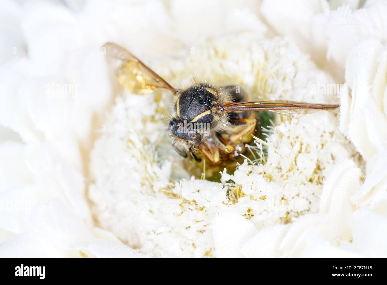 Macro shot of a fly head Stock Photo - Alamy