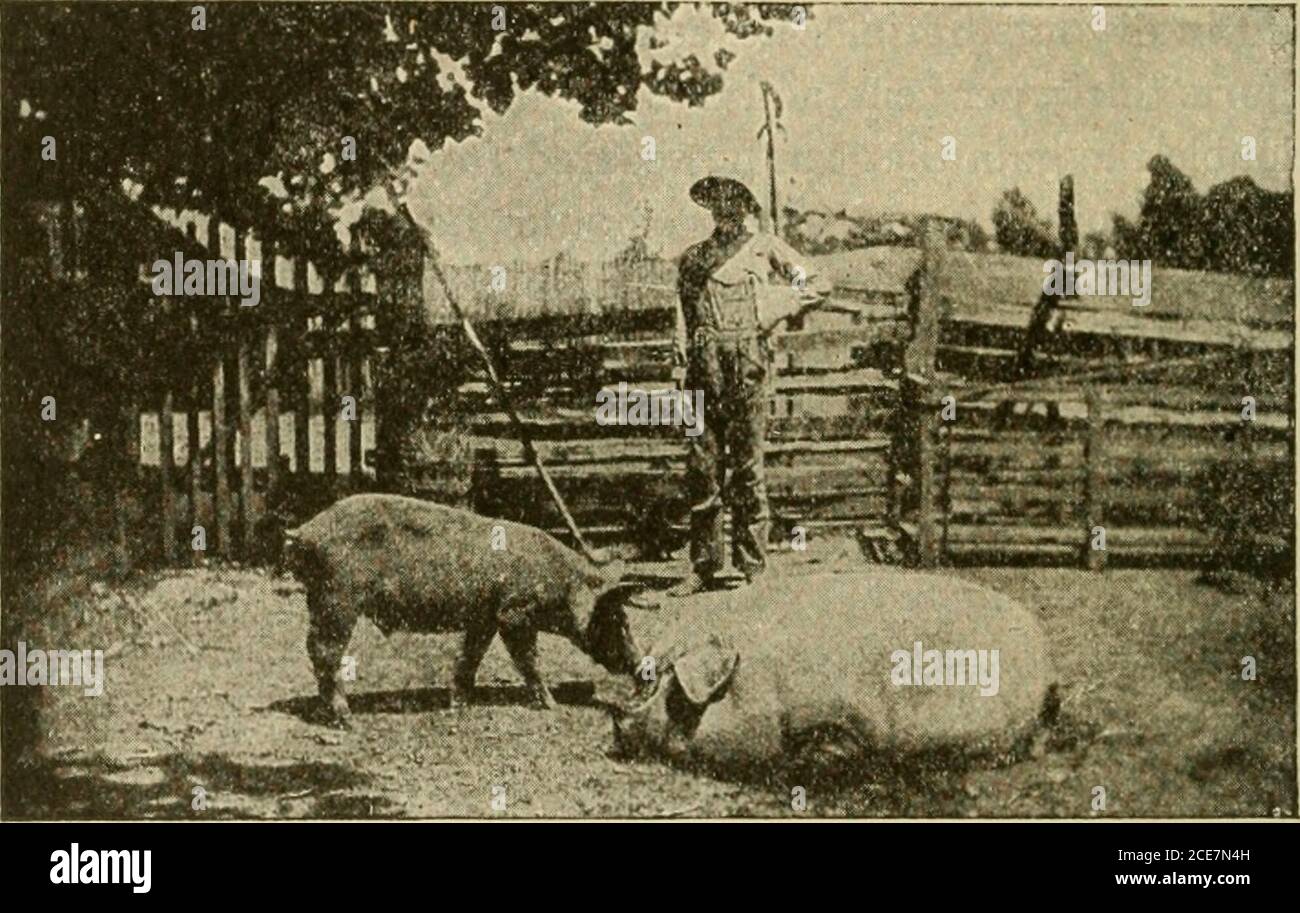 Hogging down corn hi-res stock photography and images - Alamy