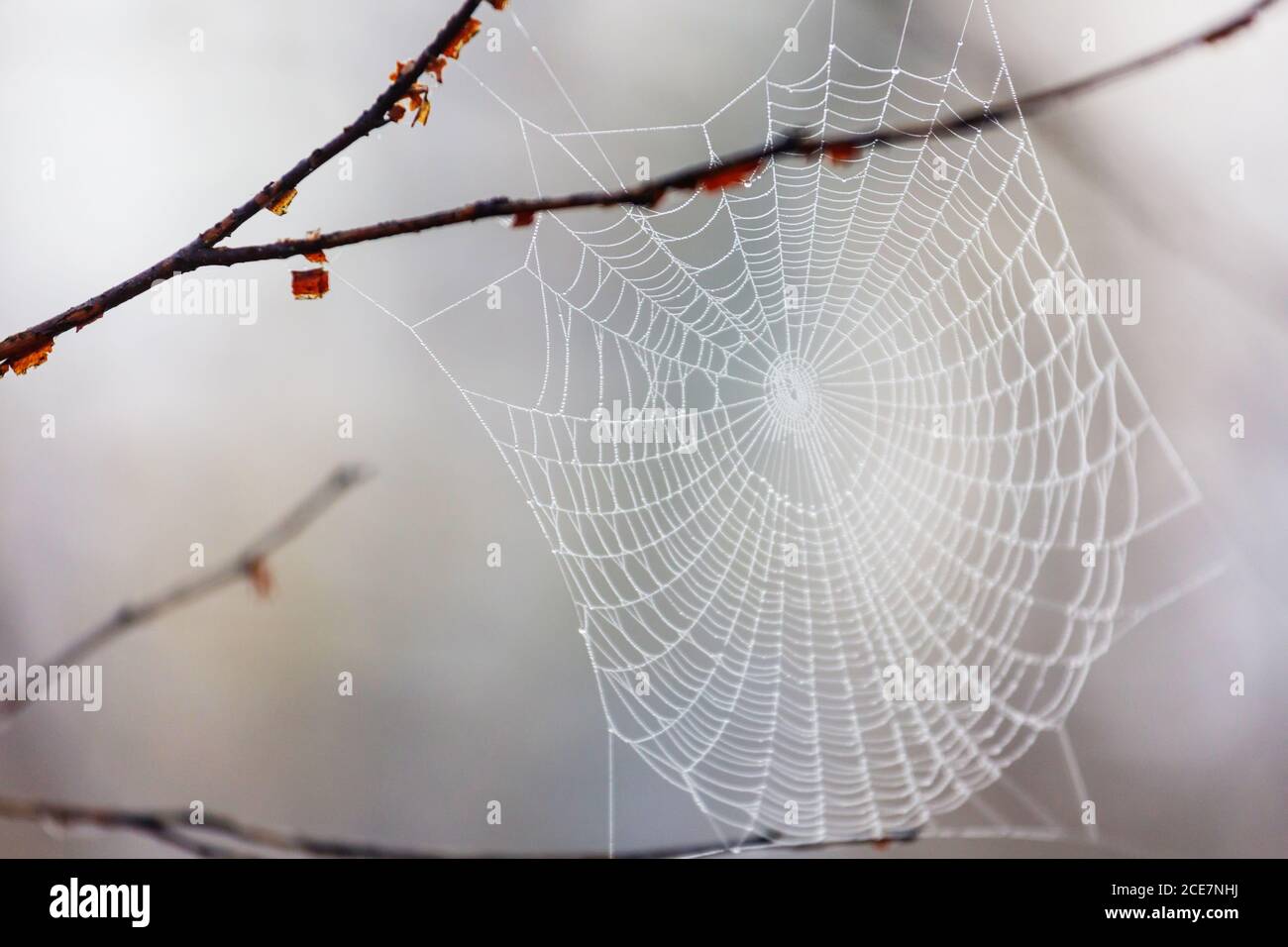 Spider filament hi-res stock photography and images - Alamy