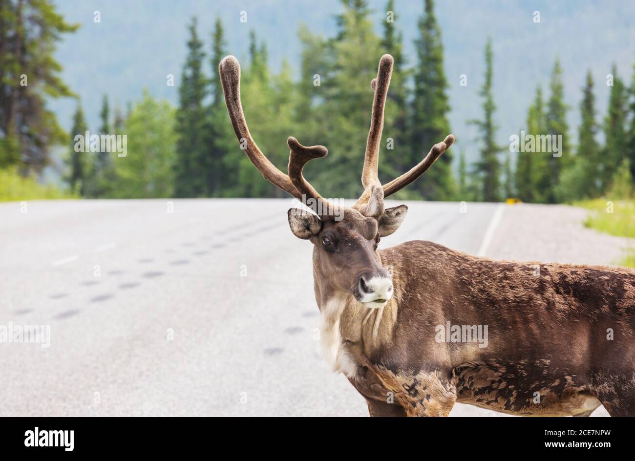 Sweden red deer hi-res stock photography and images - Alamy