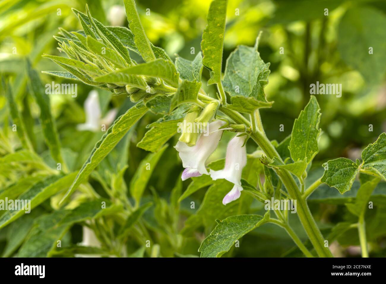 Sesame seed pods and plant hi-res stock photography and images - Alamy