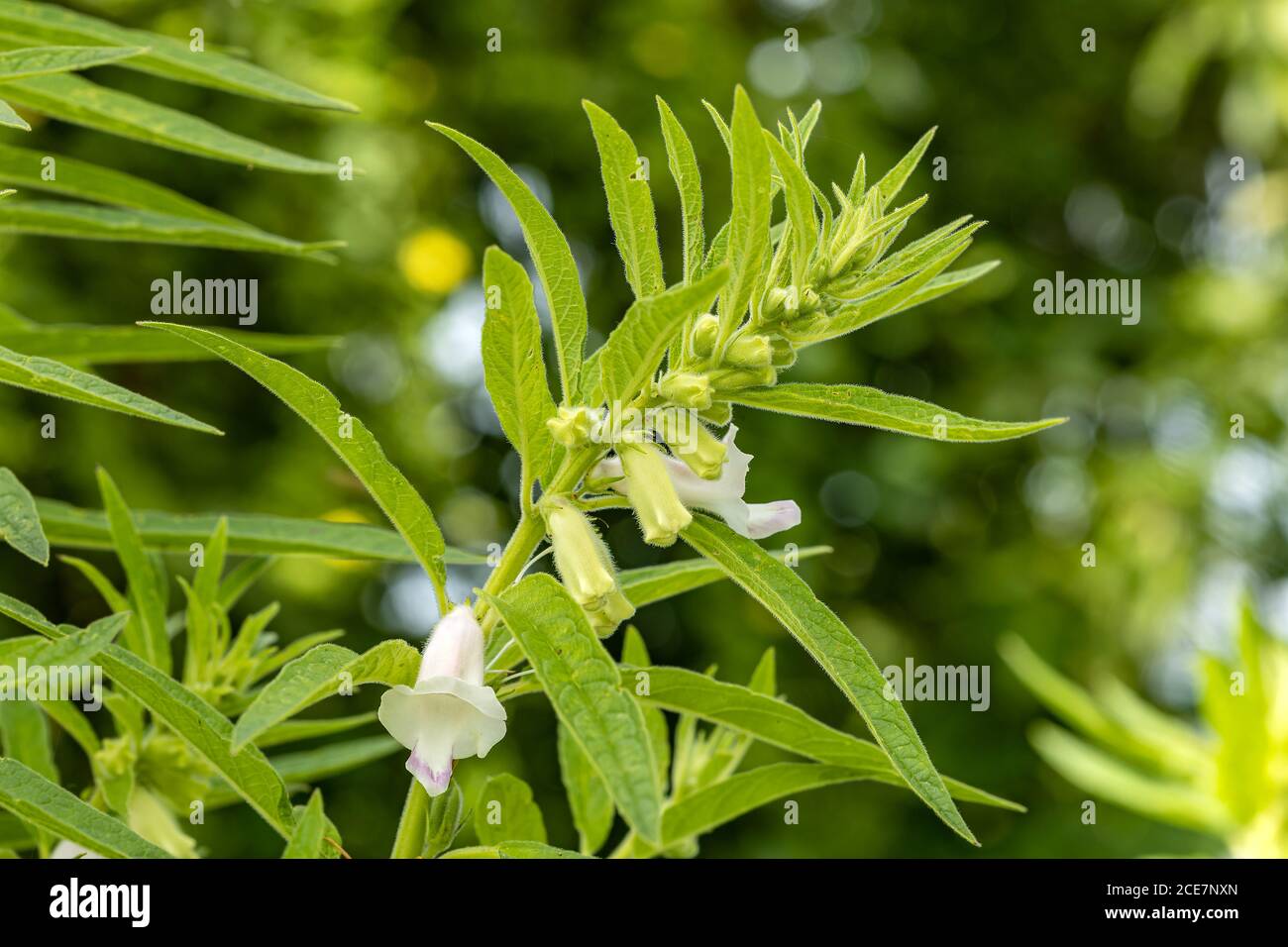 Sesame seed pods and plant hi-res stock photography and images - Alamy