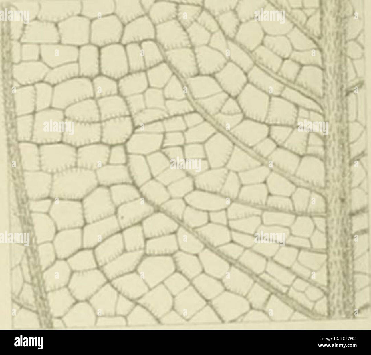 Nova Guinea : résultats de l'expédition scientifique néerlandaise à la ...