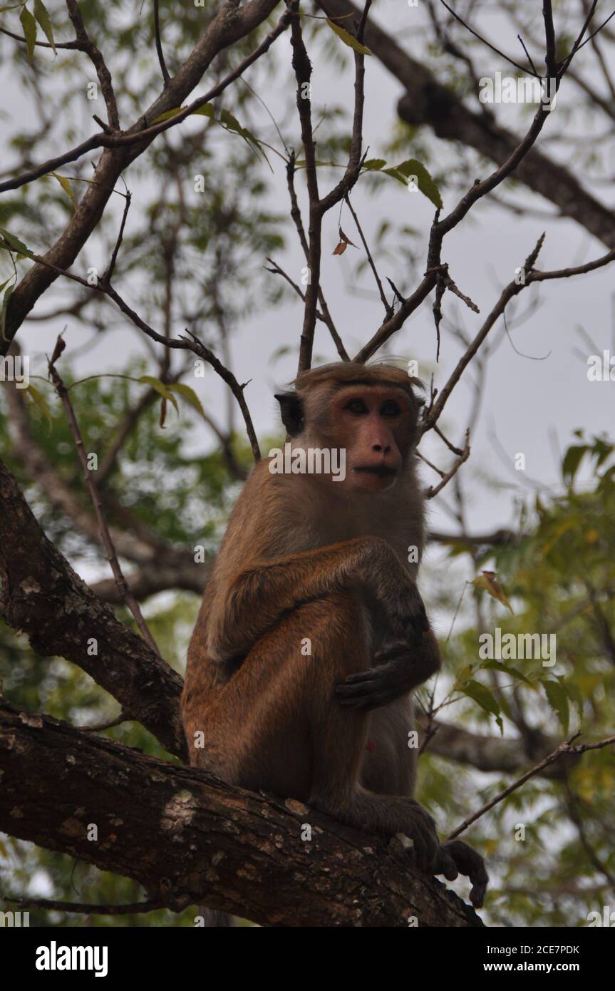 Brown Macaque monkey sitting on the tree branch Stock Photo - Alamy
