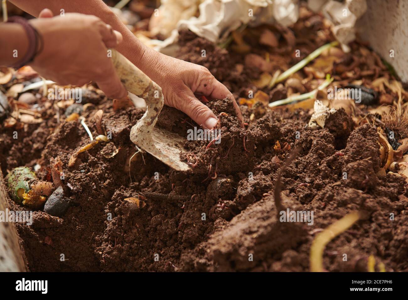 anonymous crop farmer with garden trowel taking soil with worms from ...
