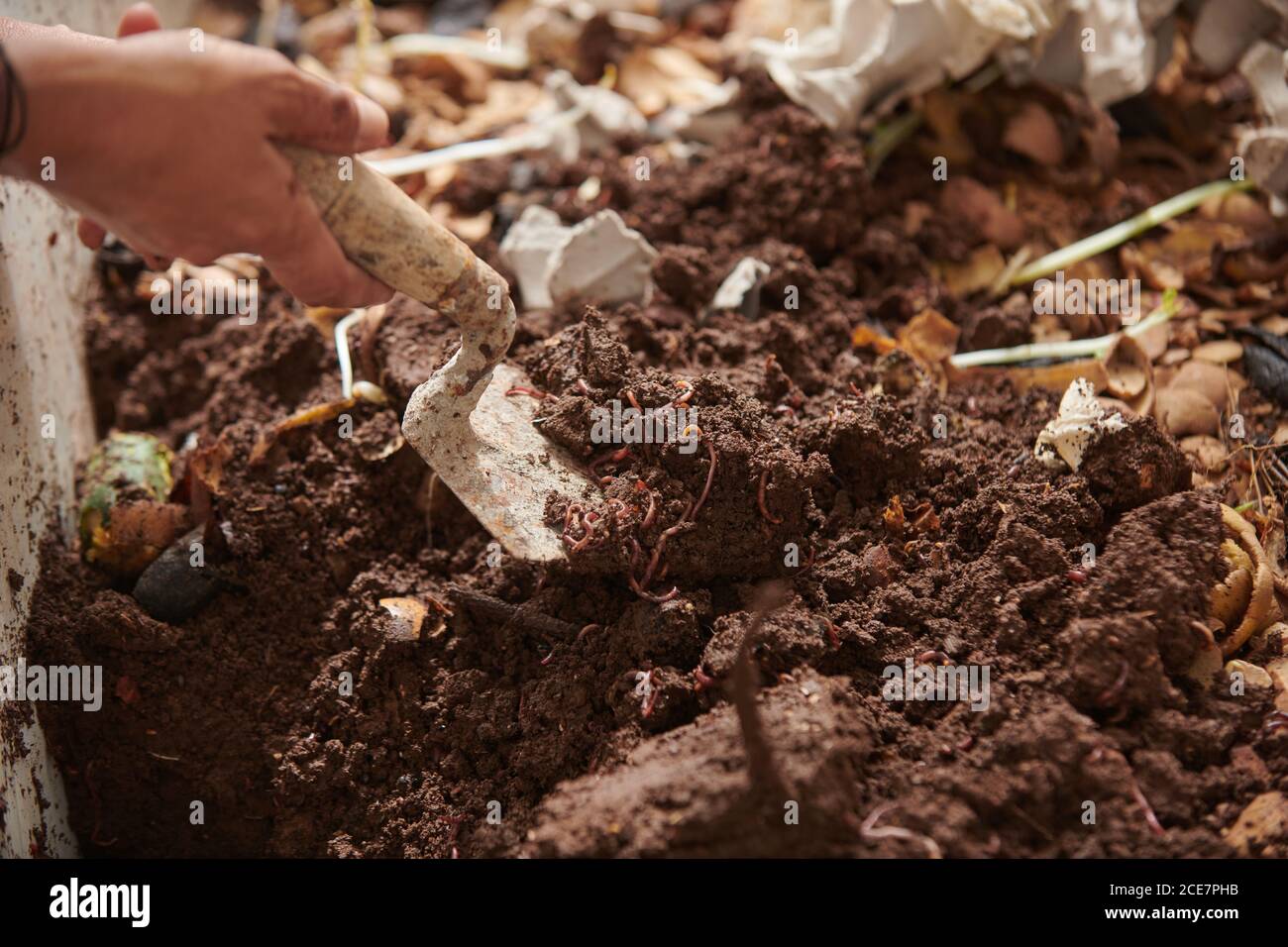 anonymous crop farmer with garden trowel taking soil with worms from ...