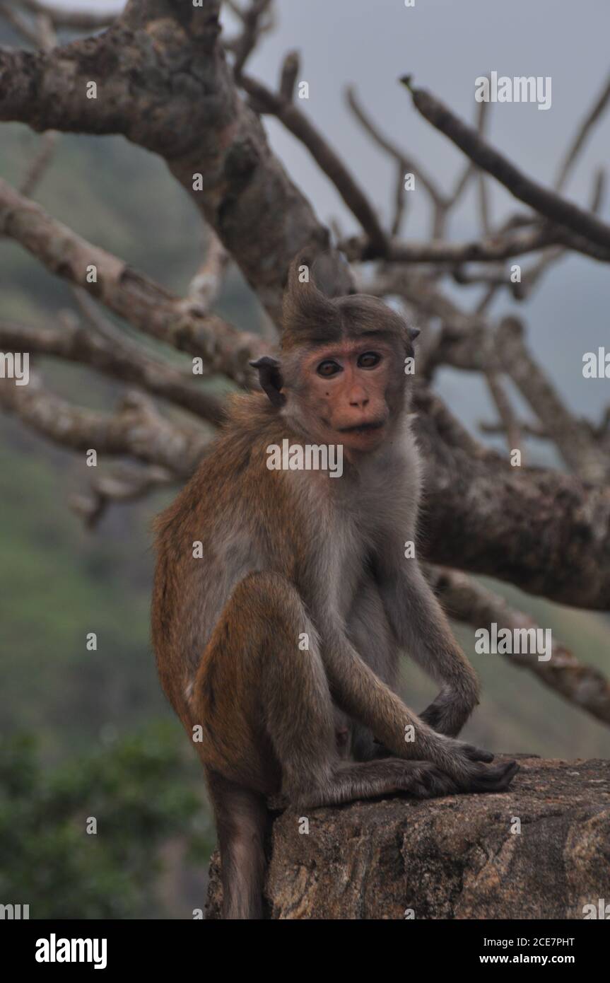 Cute brown Macaque monkey in the wild Stock Photo - Alamy