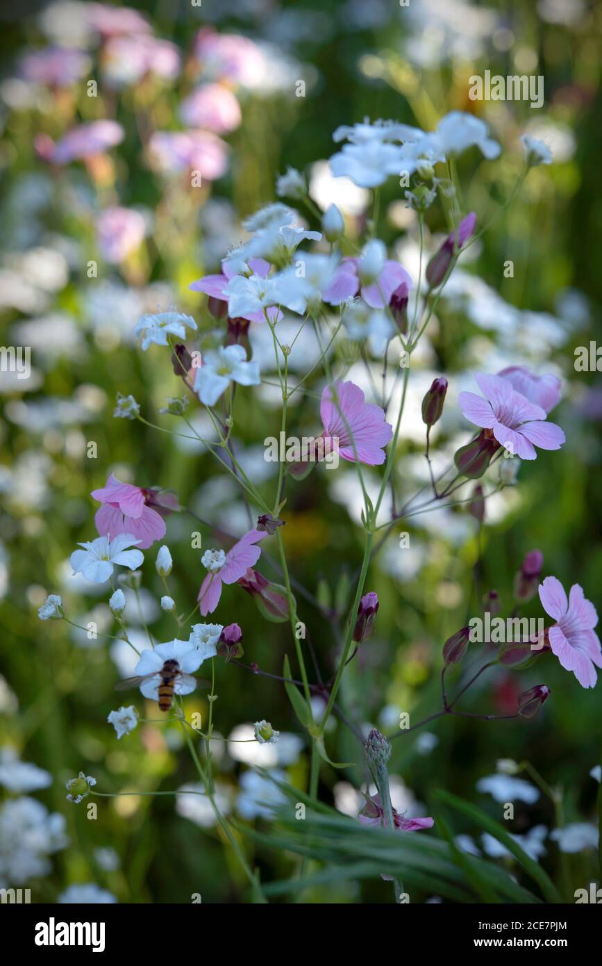 Vaccaria hispanica hi-res stock photography and images - Alamy