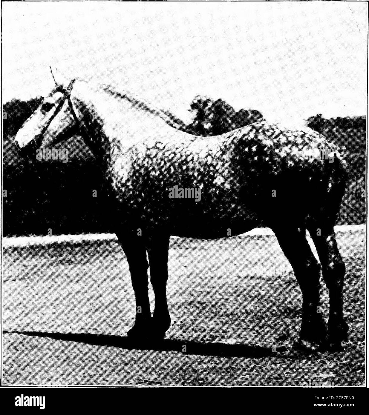 . Productive agriculture . Fig. 52.^ a Percheron type, showing the ...