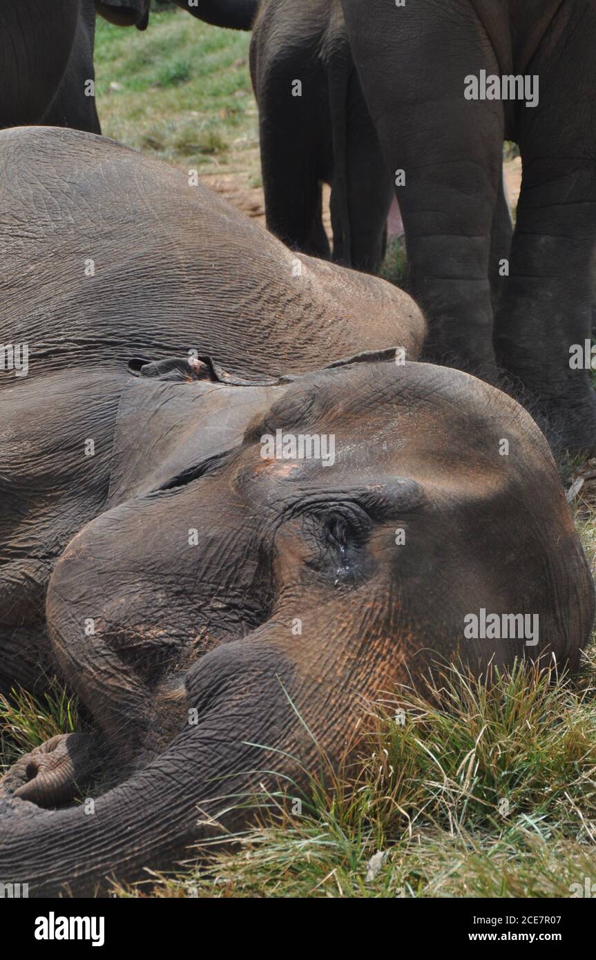 Elephant lying on the ground and sleeping Stock Photo - Alamy