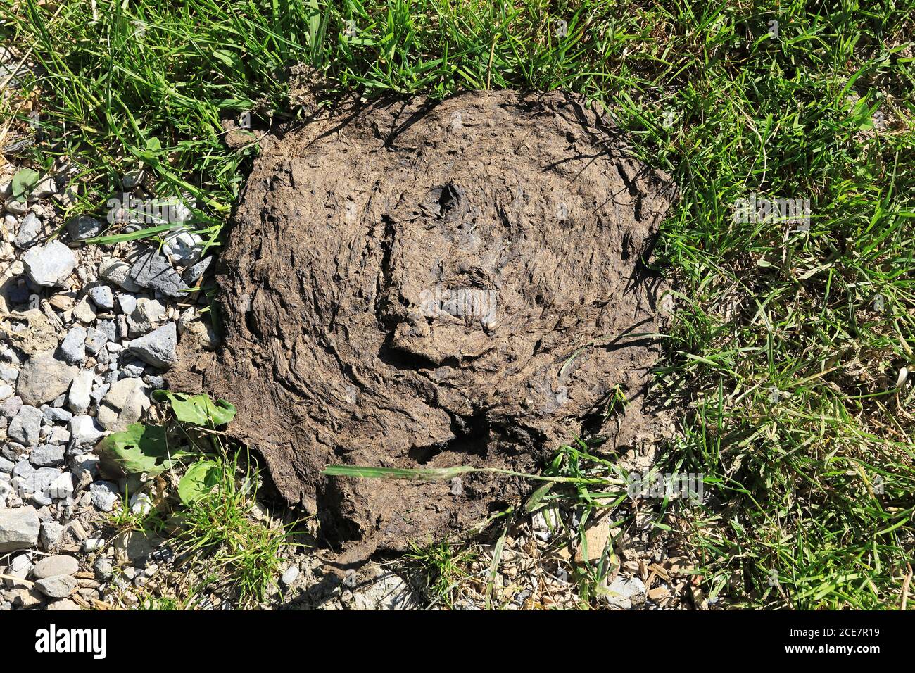 Buffalo dung hi-res stock photography and images - Alamy