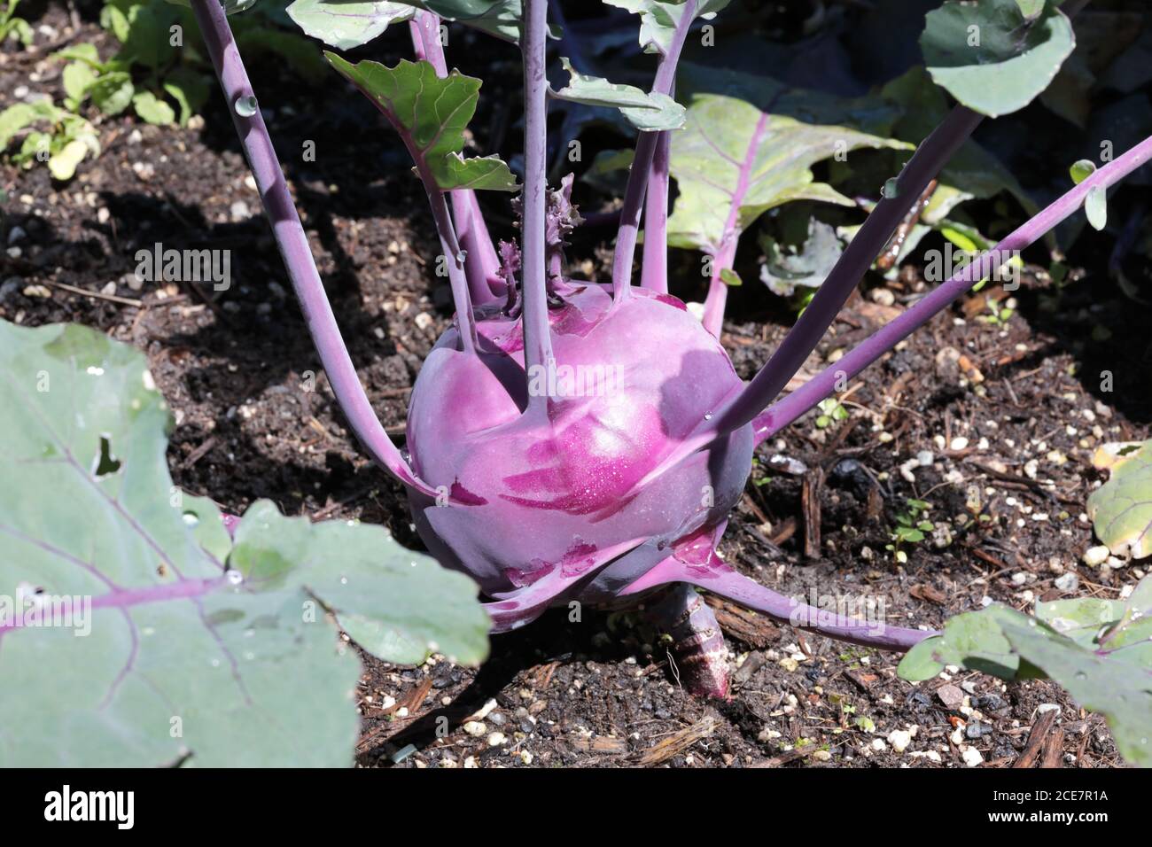 Stern cabbage hi-res stock photography and images - Alamy