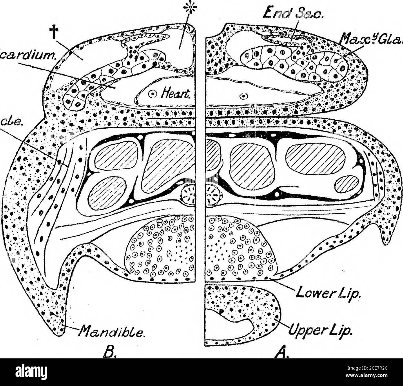 Longitudinal section of the heart Cut Out Stock Images & Pictures - Alamy