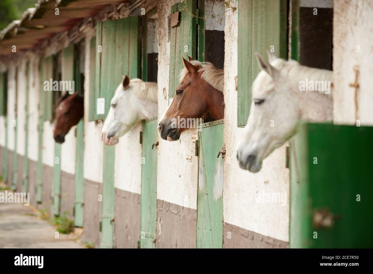 Side view of charming chestnut mares and gray stallion heads with manes ...