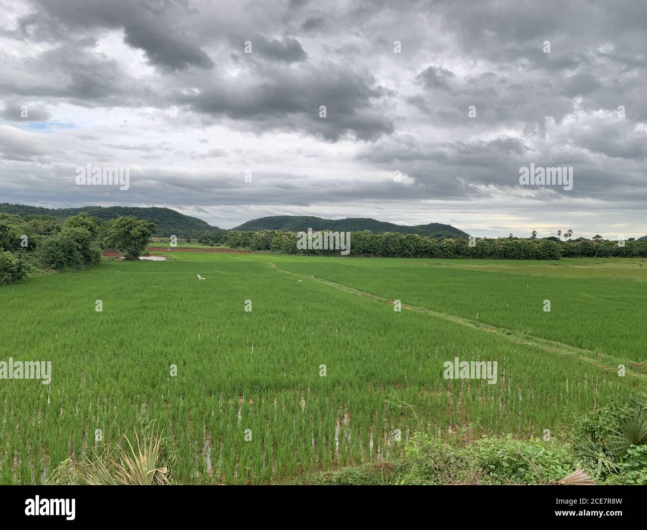 Long grass field gleaming under the cloudy and rainy sky Stock Photo ...