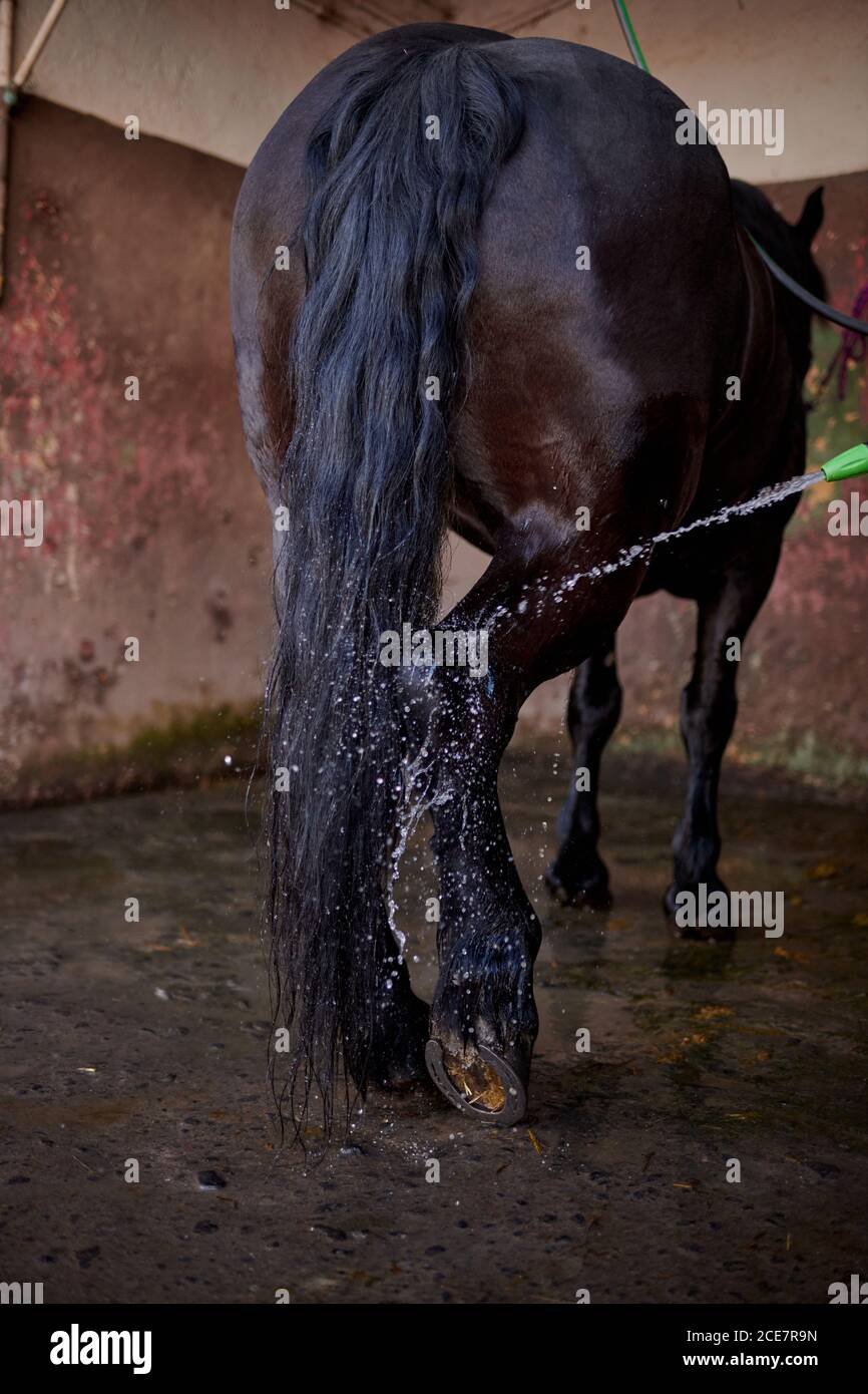 Black hooves hi-res stock photography and images - Alamy