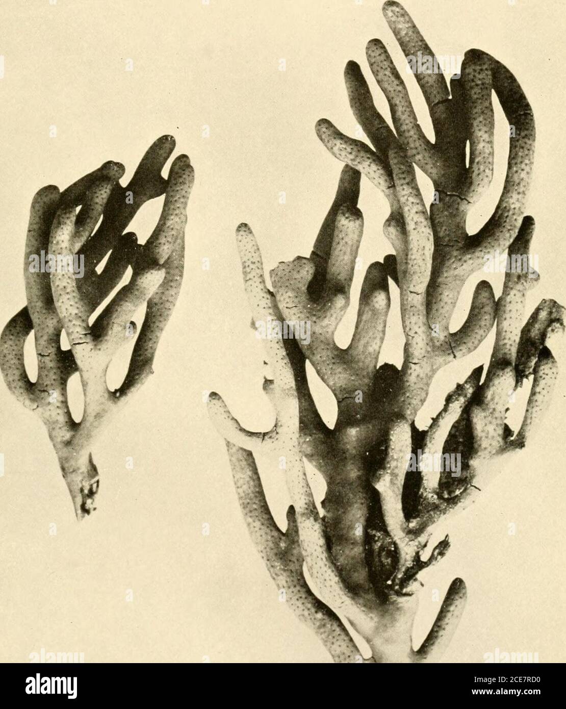 Isis hippuris hi-res stock photography and images - Alamy