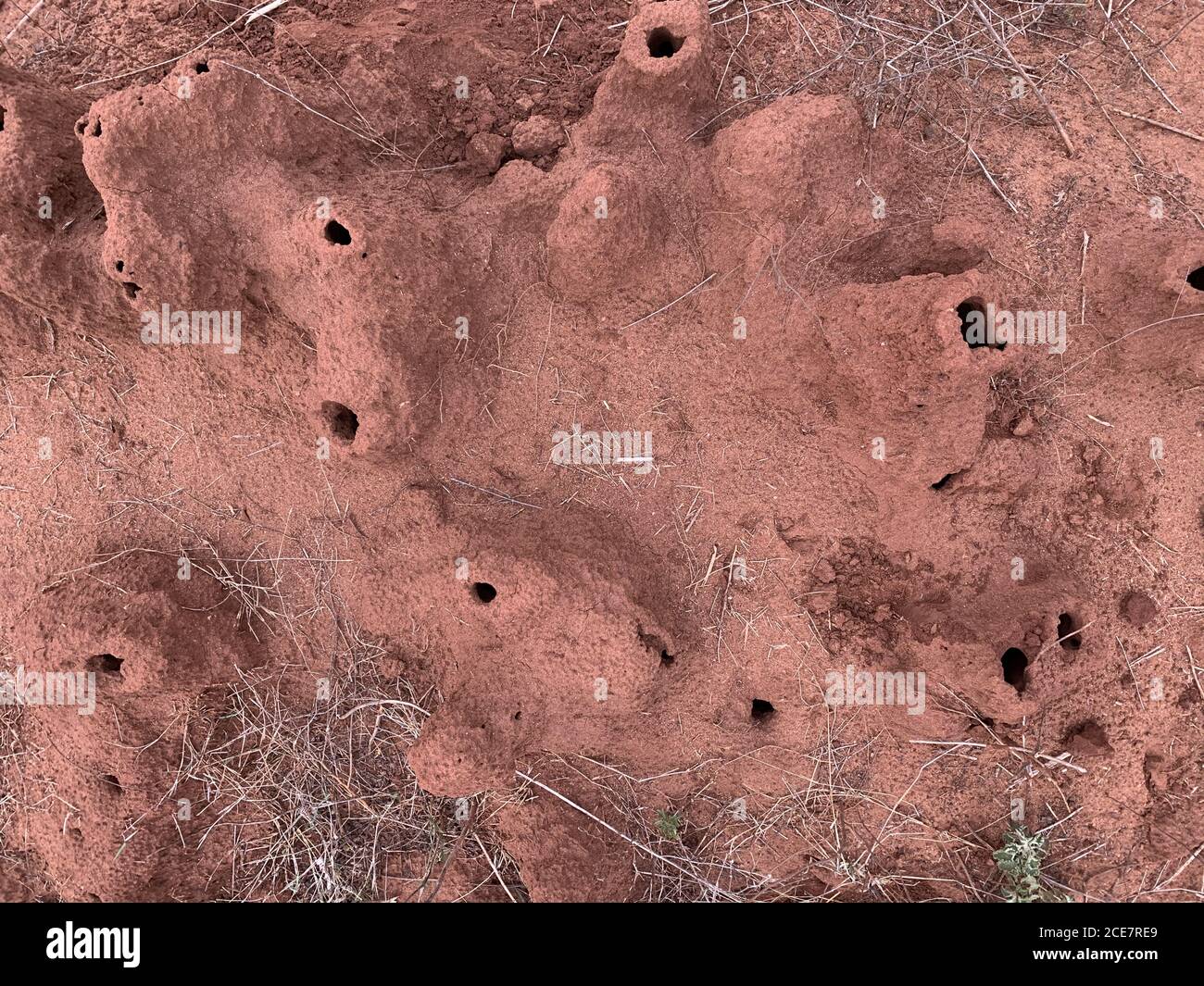 Anthills hi-res stock photography and images - Alamy