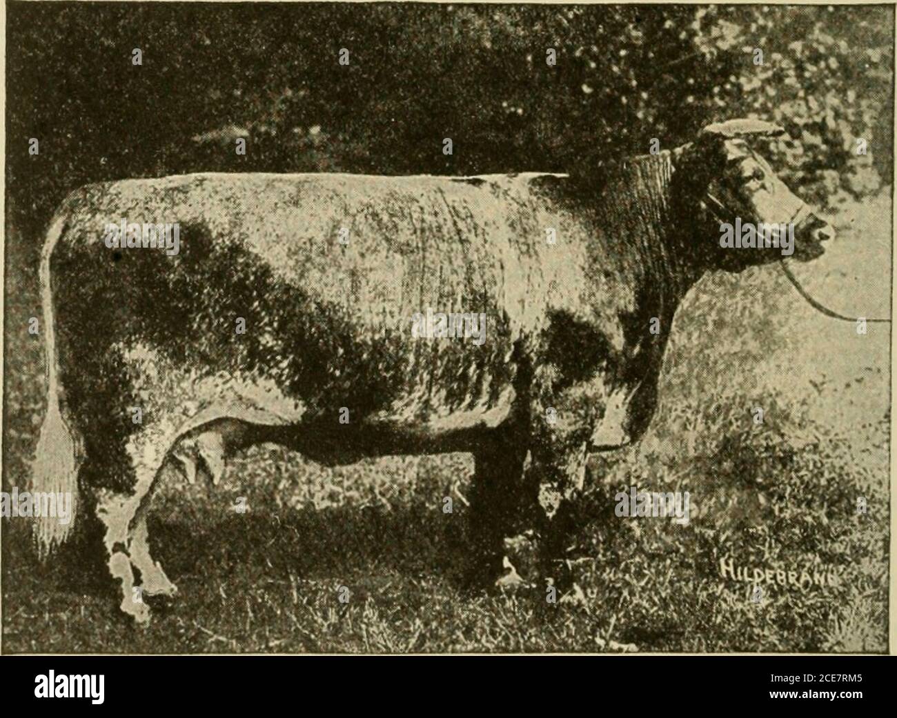 Ahose hi-res stock photography and images - Alamy