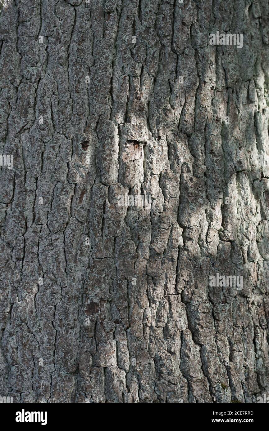 Vertical shot of a tree trunk under the sunbeams Stock Photo - Alamy