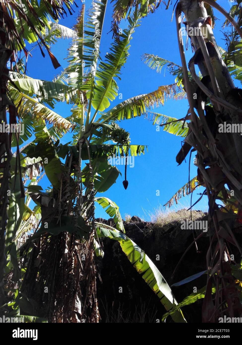 Fresh green banana hi-res stock photography and images - Alamy
