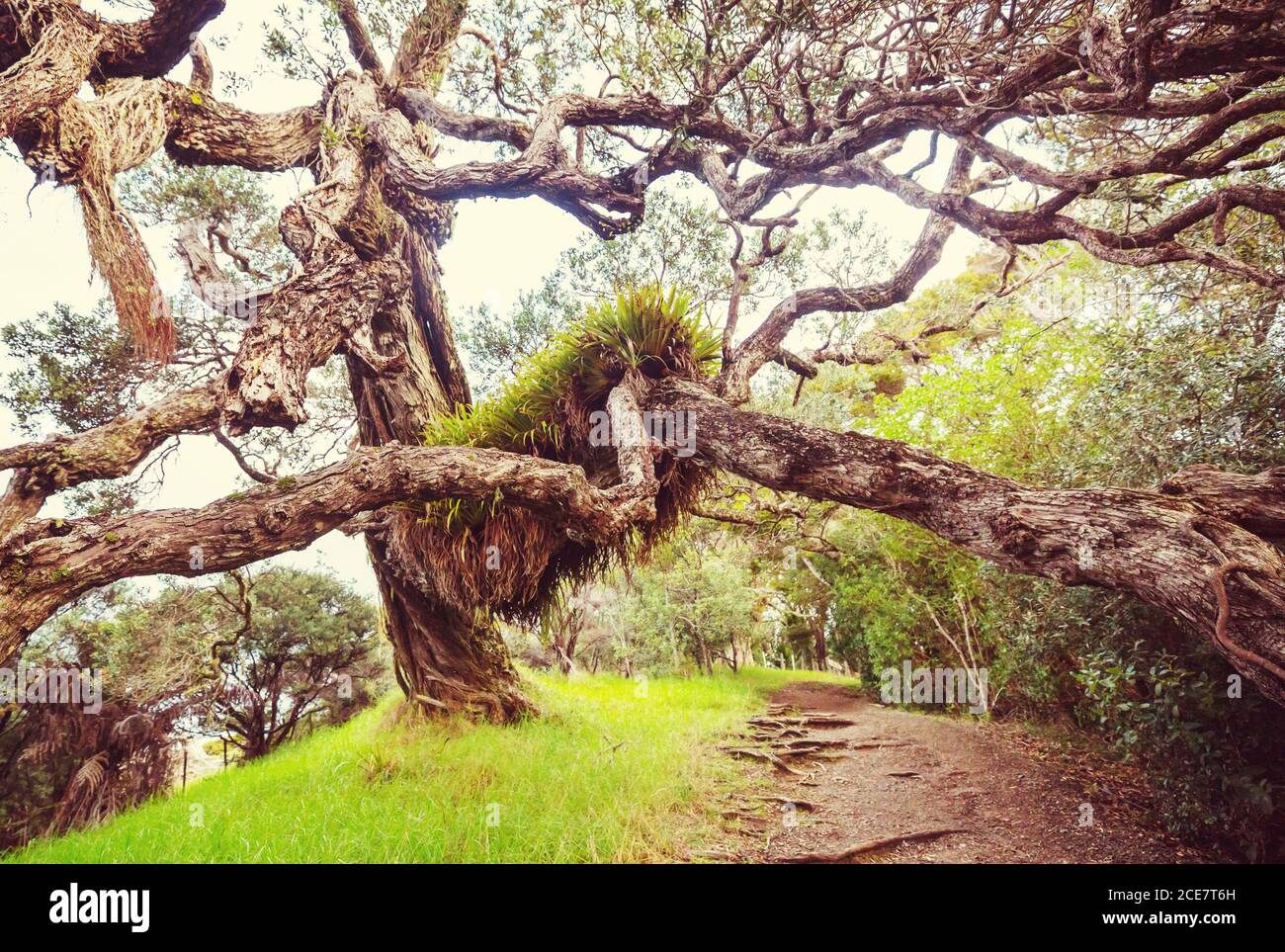 Luxuriant tree growth hi-res stock photography and images - Alamy