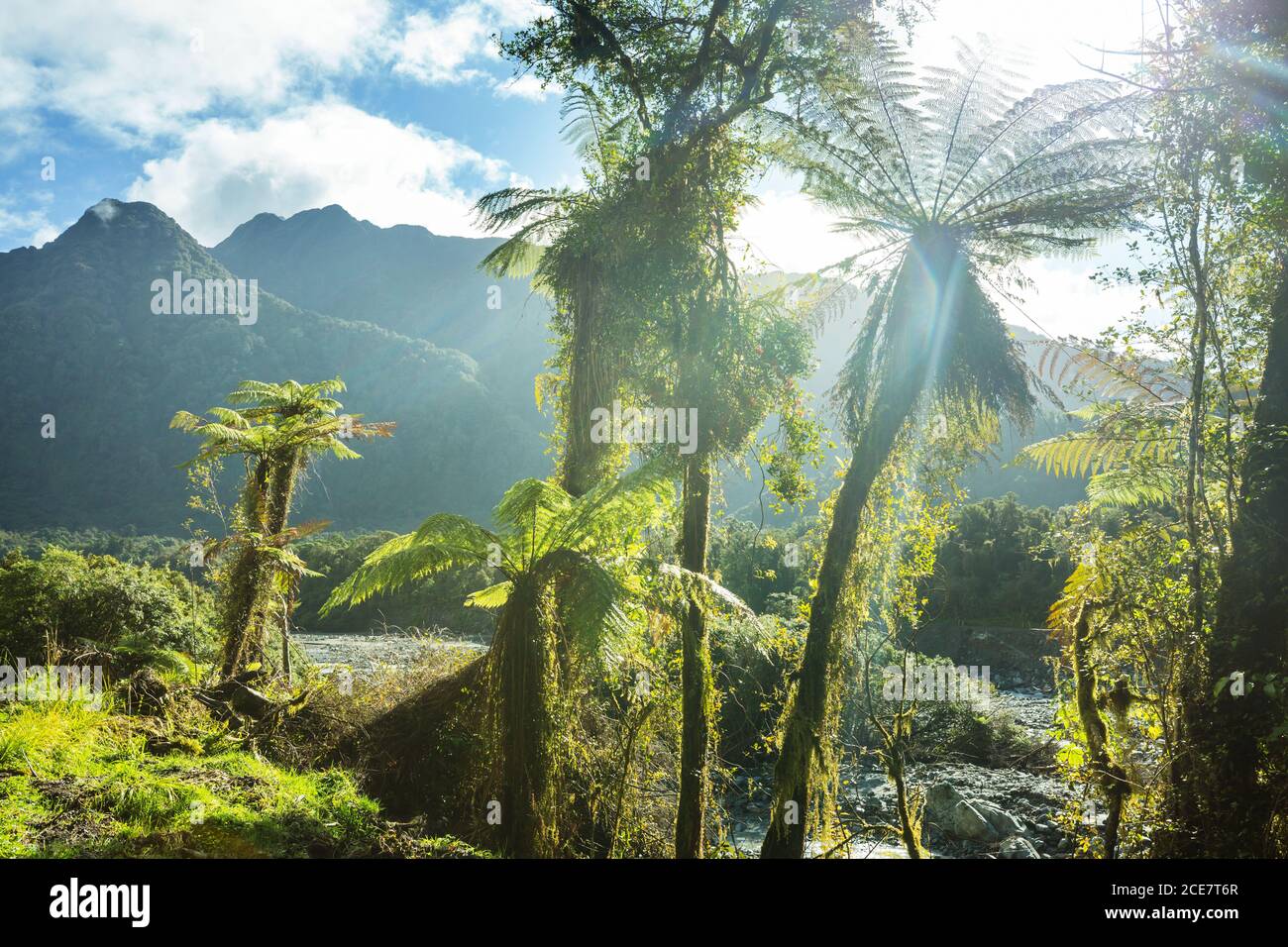 New Zealand forest Stock Photo - Alamy