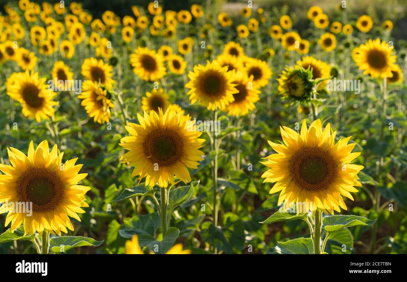 Beautiful scenery of sunflowers field under the sunlight Stock Photo ...