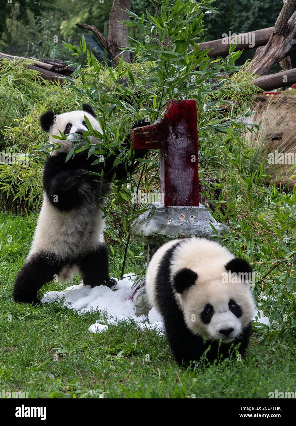Berlin, Germany. 31st Aug, 2020. Pit and Paule, the two young pandas ...