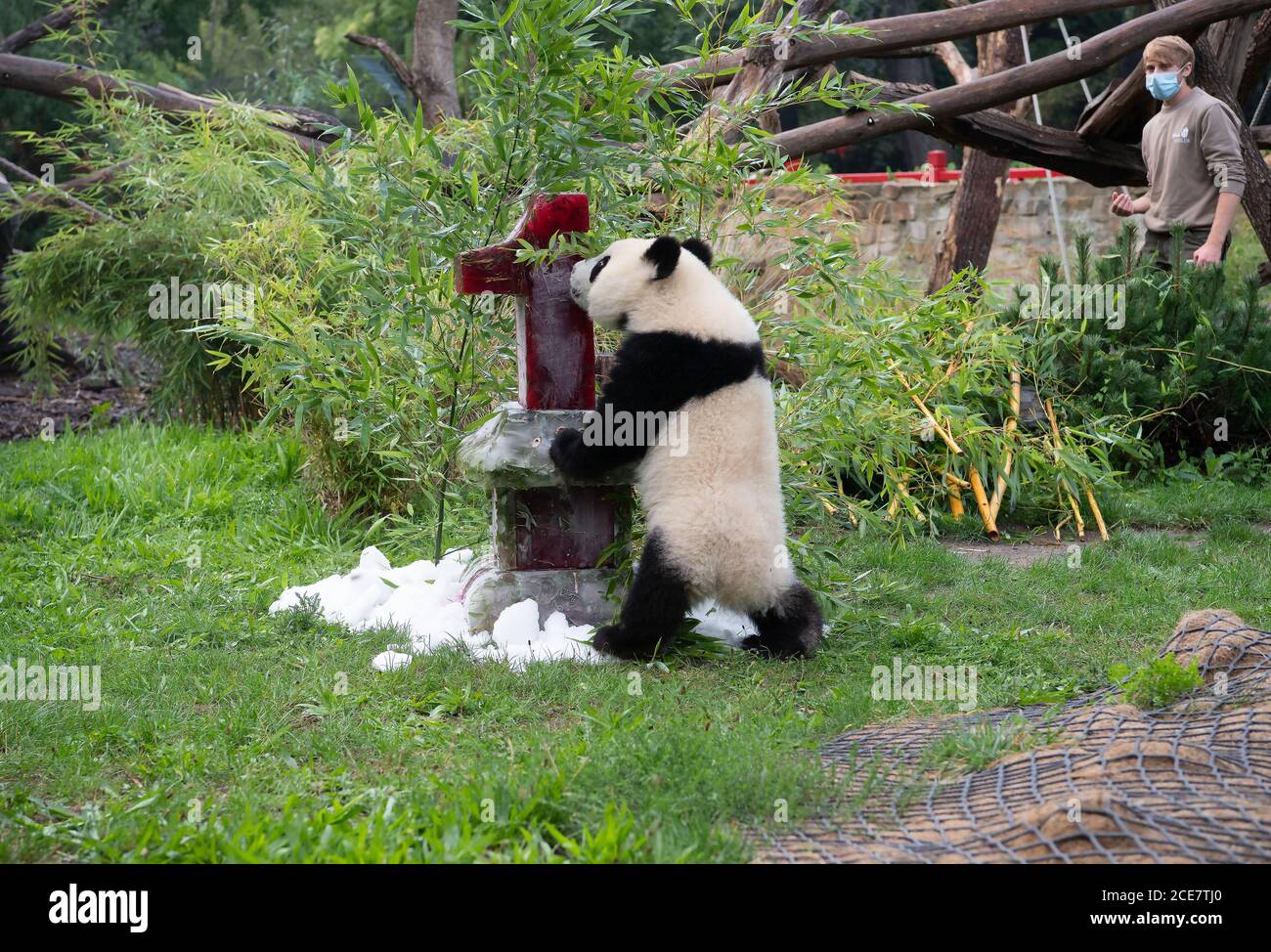 Berlin, Germany. 31st Aug, 2020. Pit and Paule, the two young pandas ...