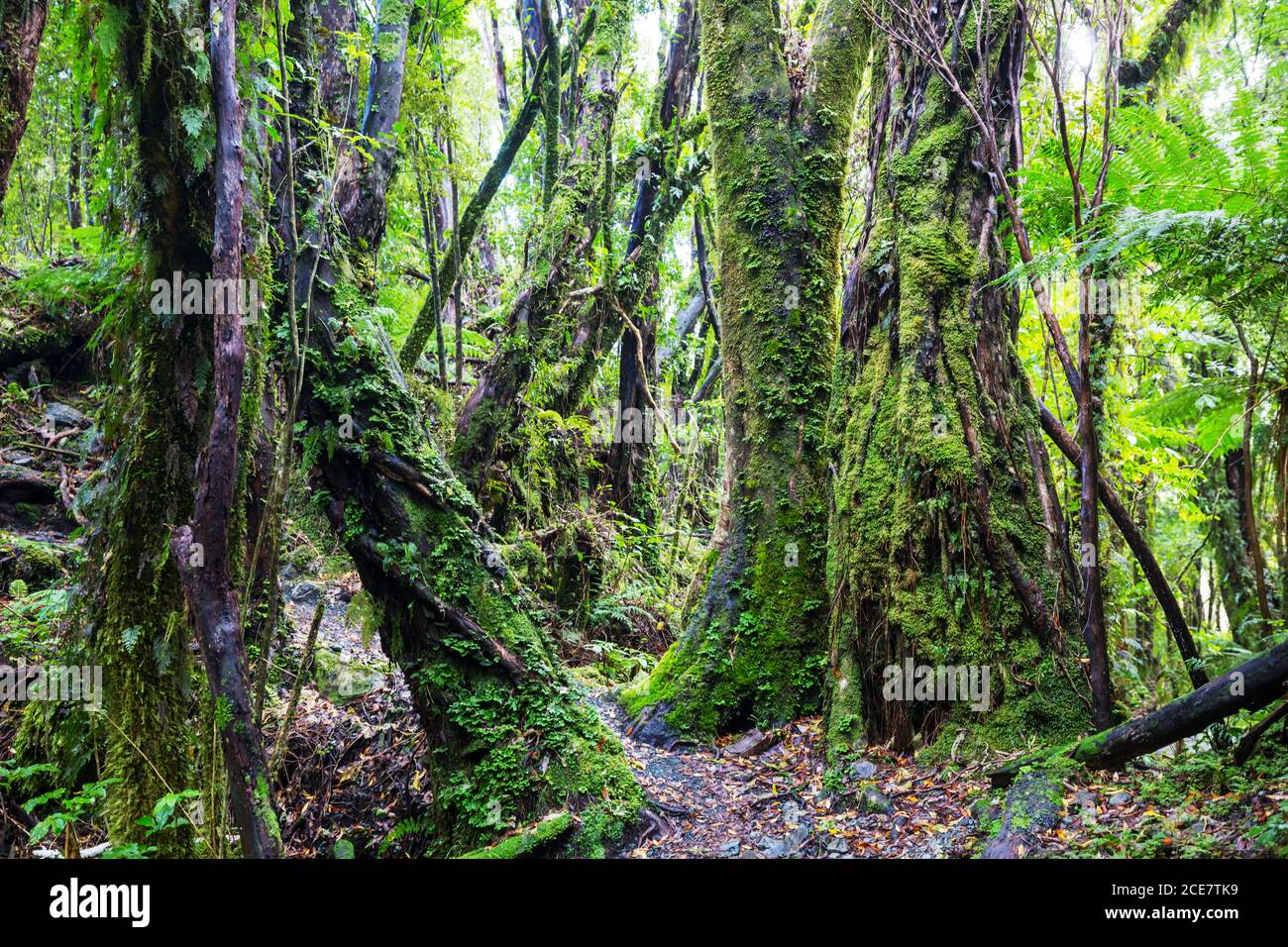 New Zealand forest Stock Photo - Alamy