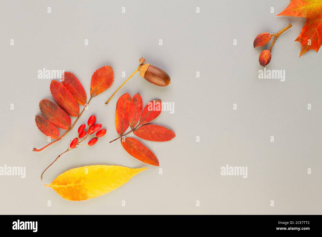 Autumn background. Fall composition with red leaves and berries on gray ...