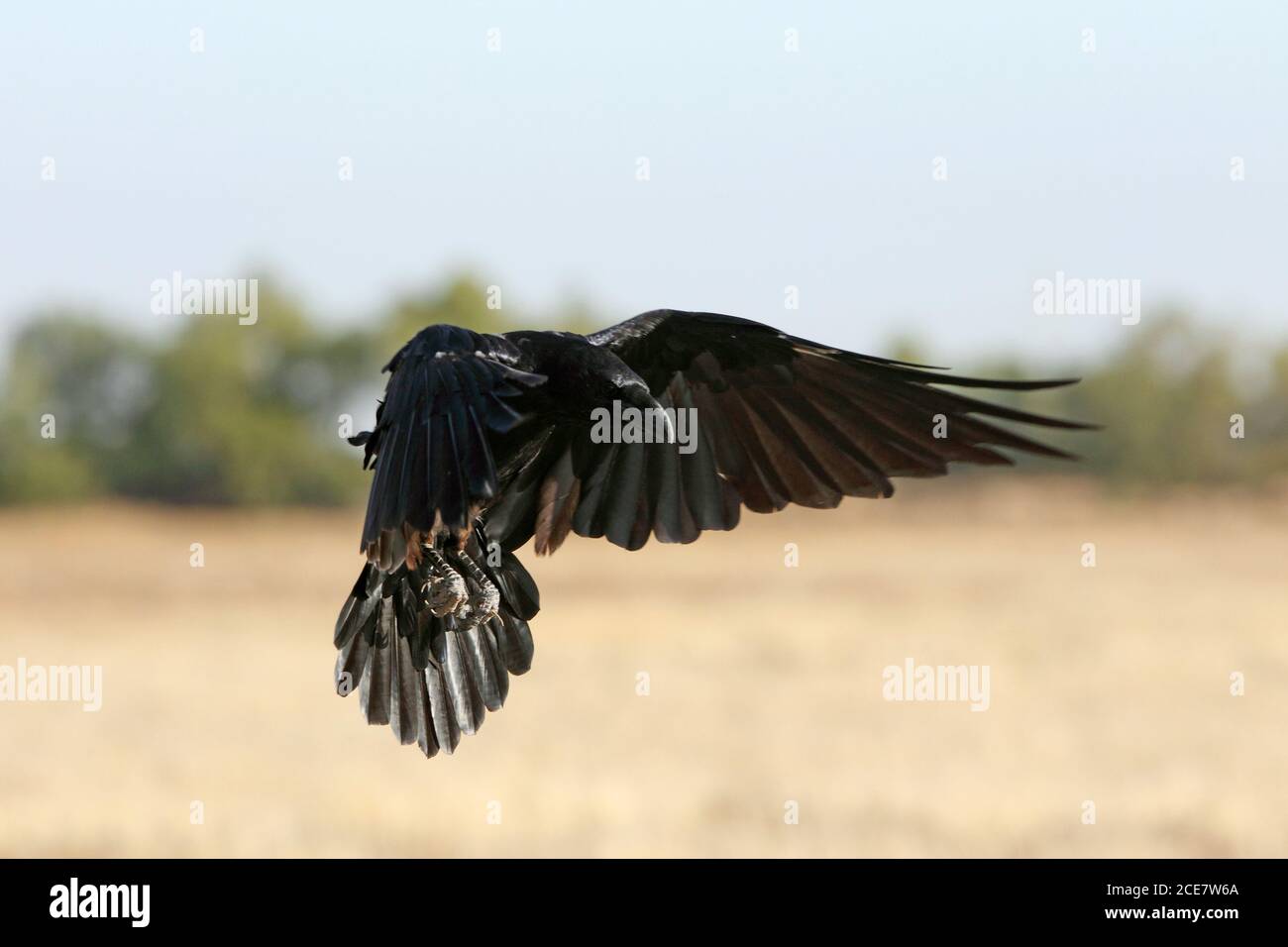 Common raven flying Stock Photo - Alamy