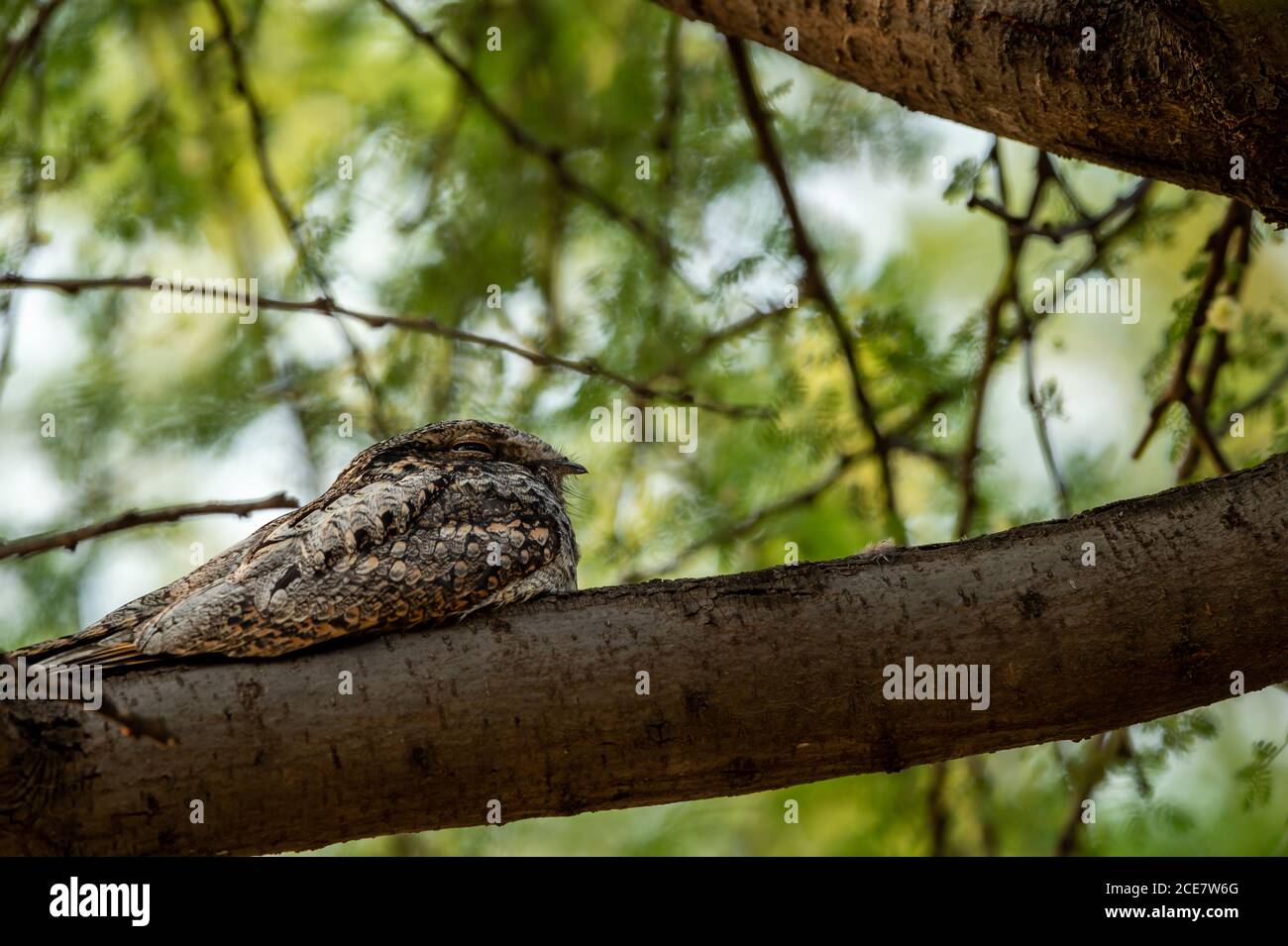 Indian jungle nightjar hi-res stock photography and images - Alamy